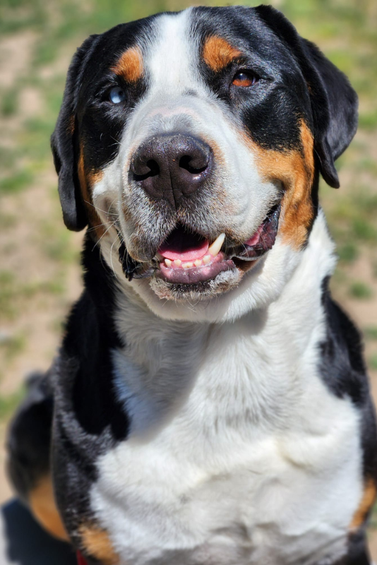 Expert Dog Training: Board and Train Programs